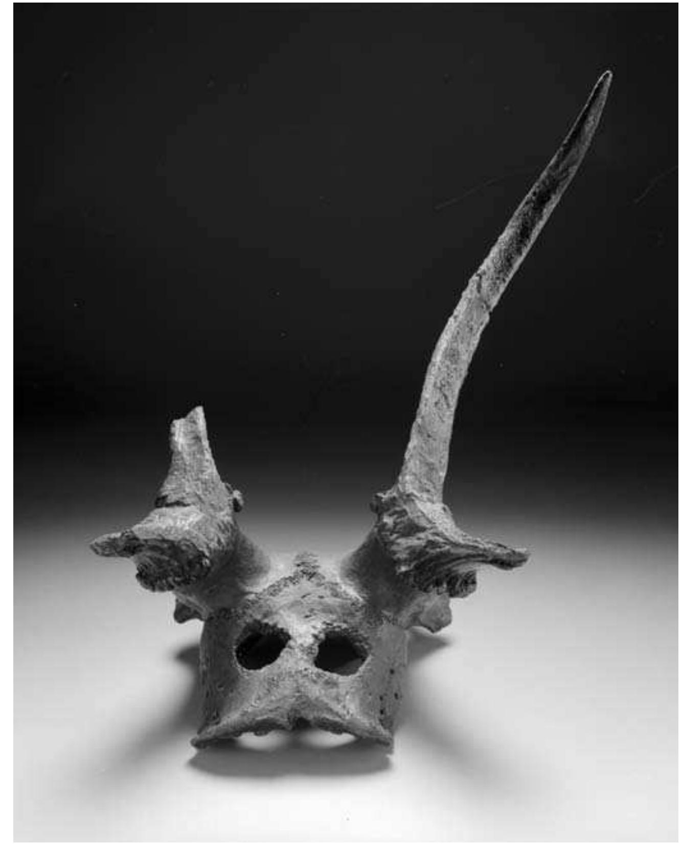 The star carr antler frontlets (photograph courtesy of