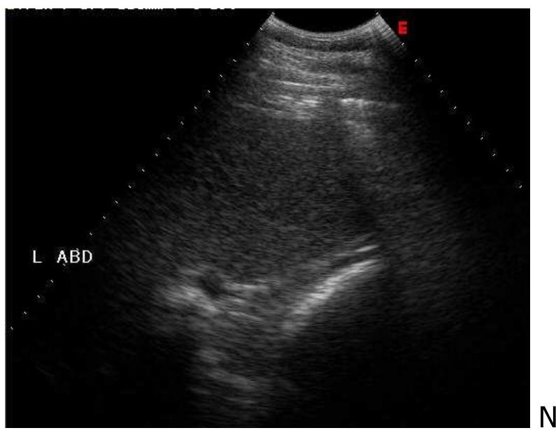Stomach: the greater curvature of the stomach of the horse