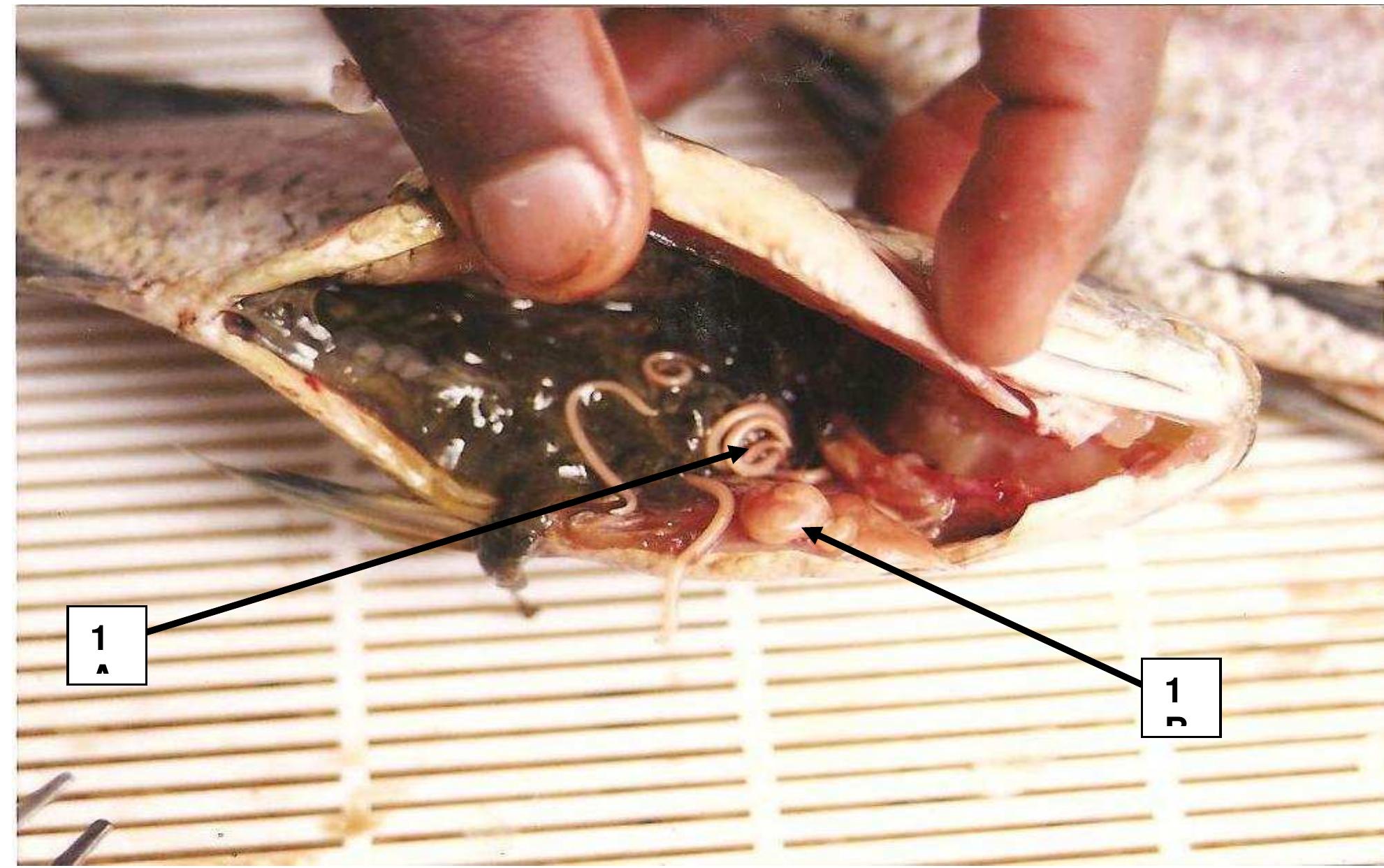Plate 1 a: contracaecum spp from pericardial cavity of o.