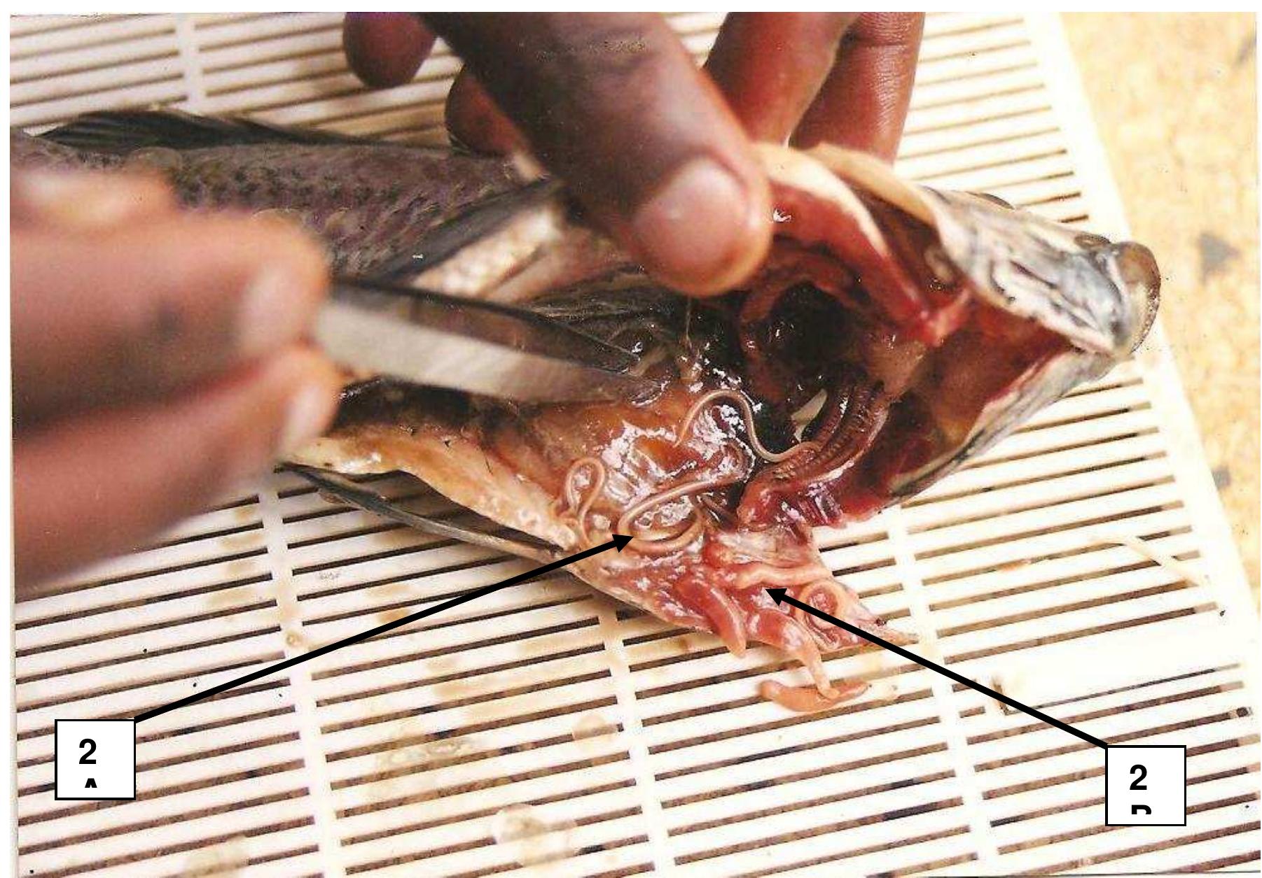 Plate 2 a: contracaecum spp from pericardial cavity of o.