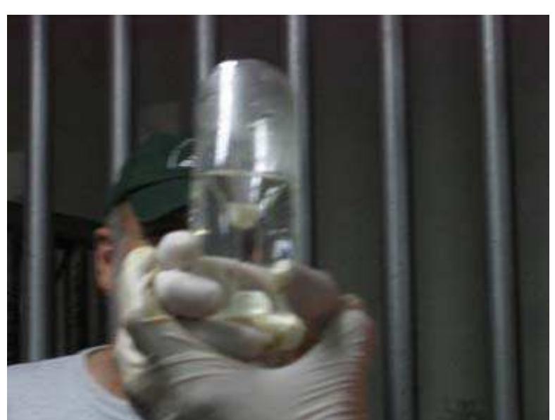 Figure 3 - Artificial insemination in captive giant panda