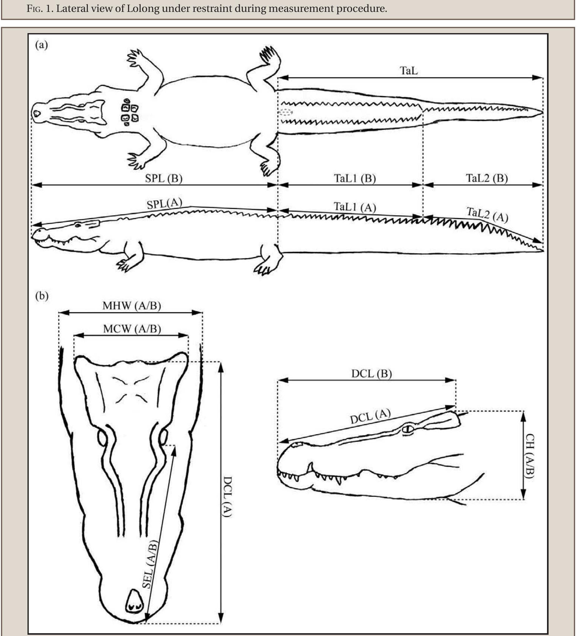 Fic. 2. top-down and profile diagrams of entire crocodile