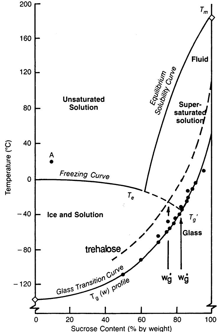 Phase diagram for the system water + sucrose, showing the