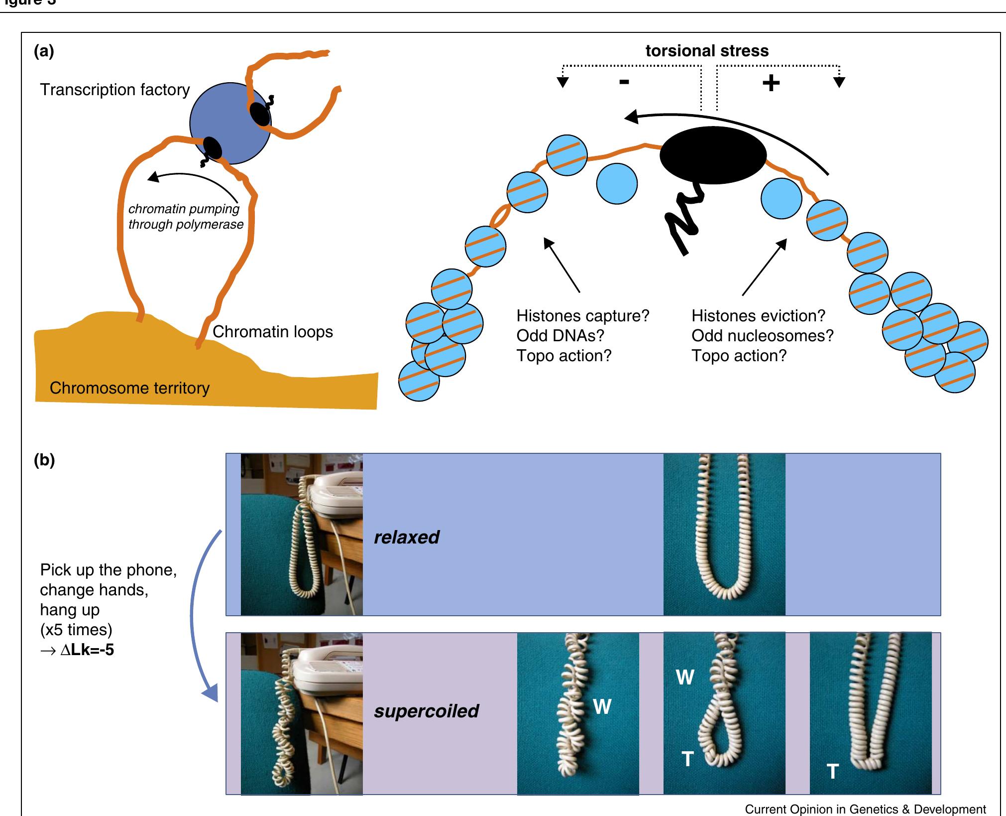The topology of transcription. (a) a chromatin loop expands