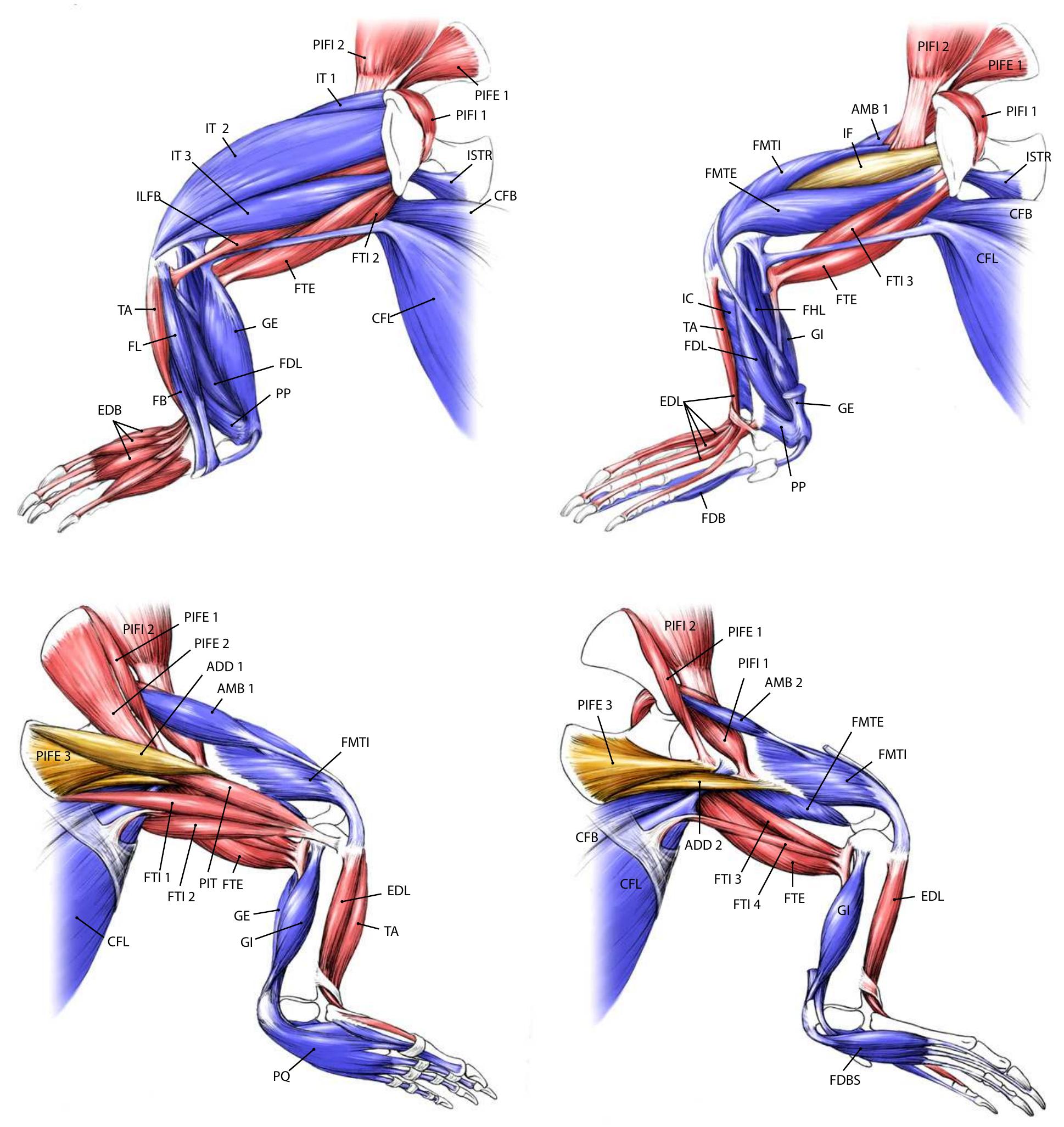 Pelvic limb anatomy of a generalised crocodylian. see table