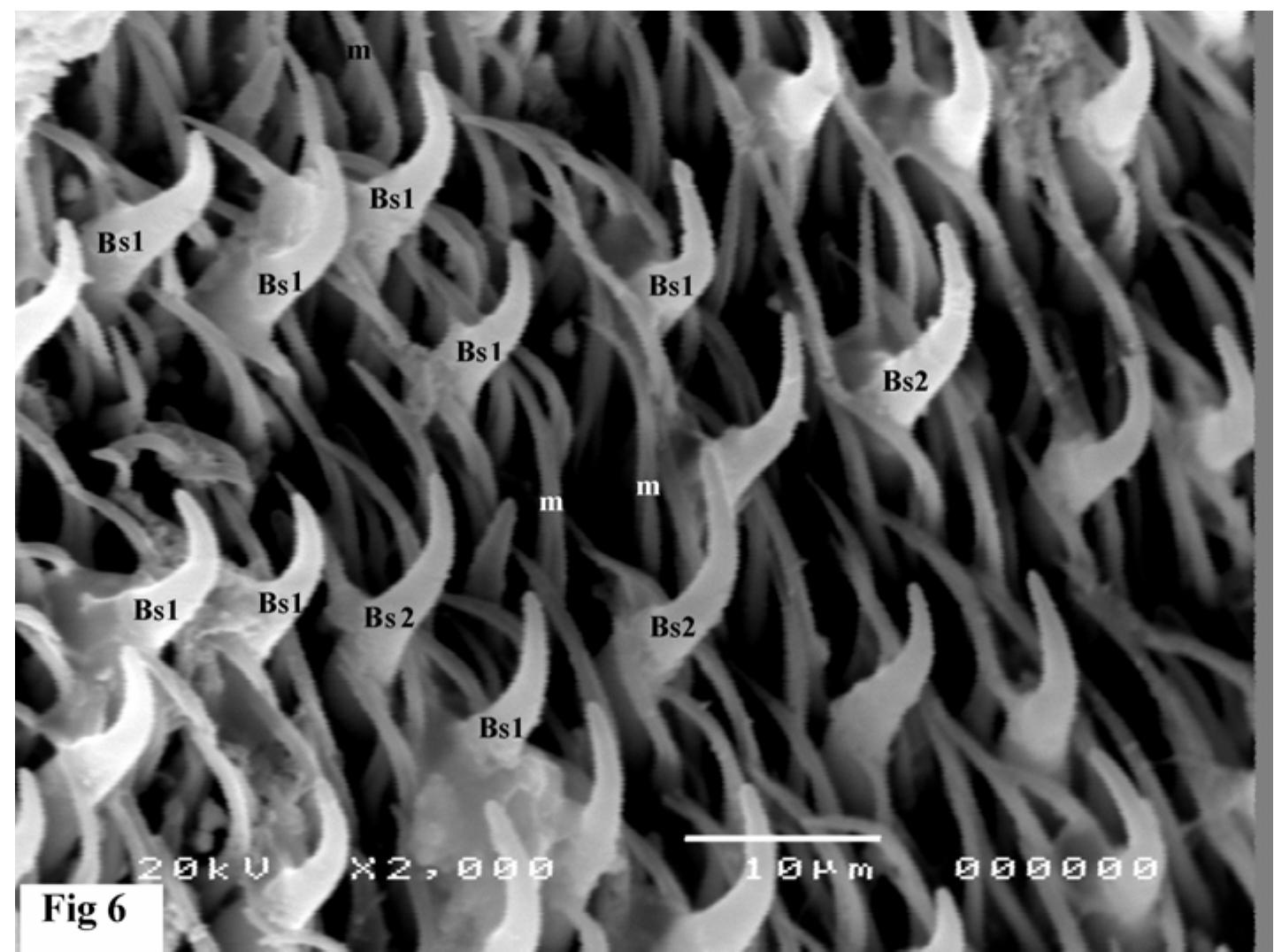 Figure 7 - ANTENNAL AND MAXILLARY PALP SENSILLAE OF MALE AND