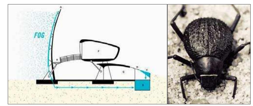 Figure 3 - from Biomimetic approaches to architectural