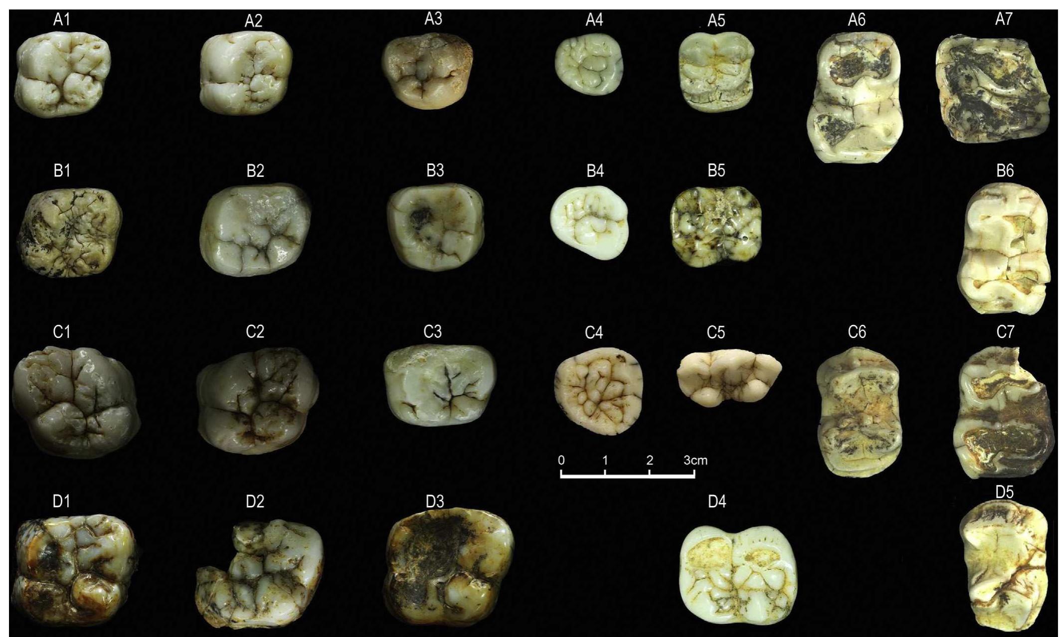 Teeth of gigantopithecus, ailuropoda and tapirus from the