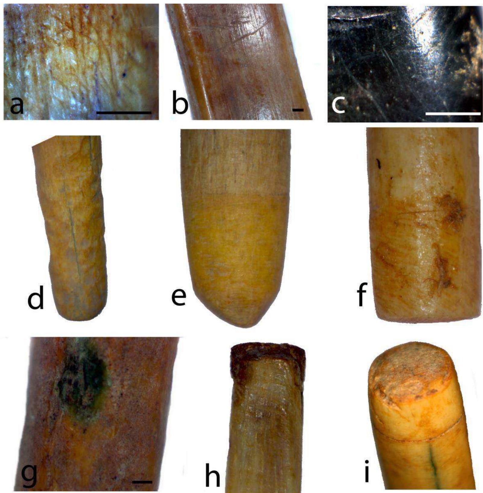 8.2. examples of micro-wear traces on bone tools from