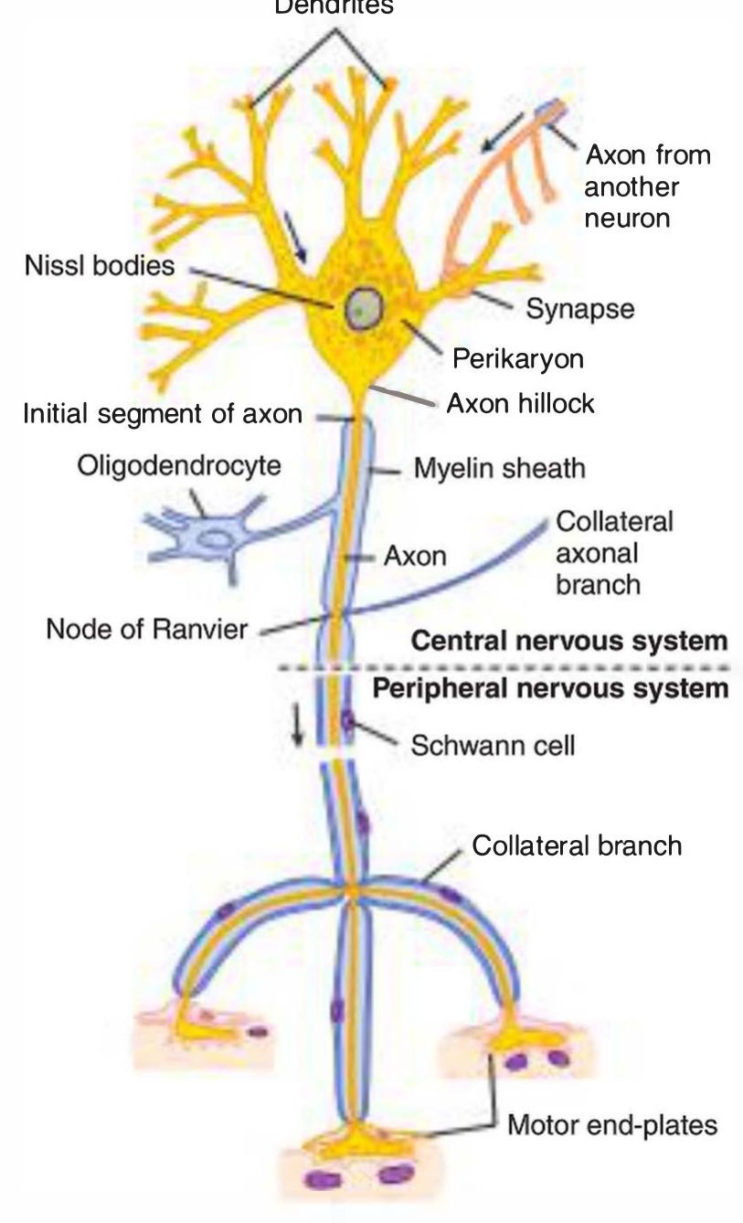 -3 schematic drawing of a nissl-stained motor neuron. the