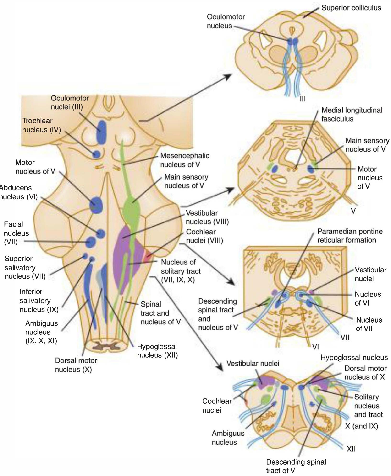 Figure 100 - from Clinical Neuroanatomy Waxman