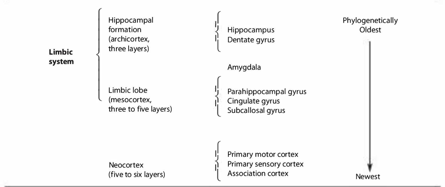-1 components of the limbic system and neocortex.