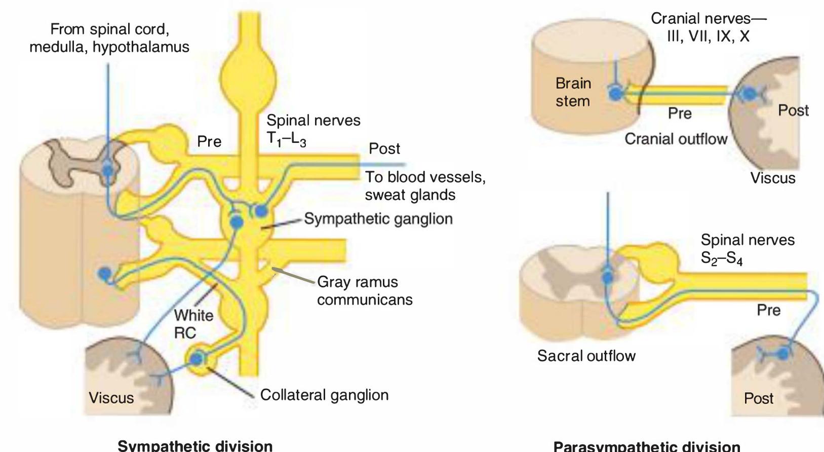 -3 types of outflow in autonomic nervous system. pre,