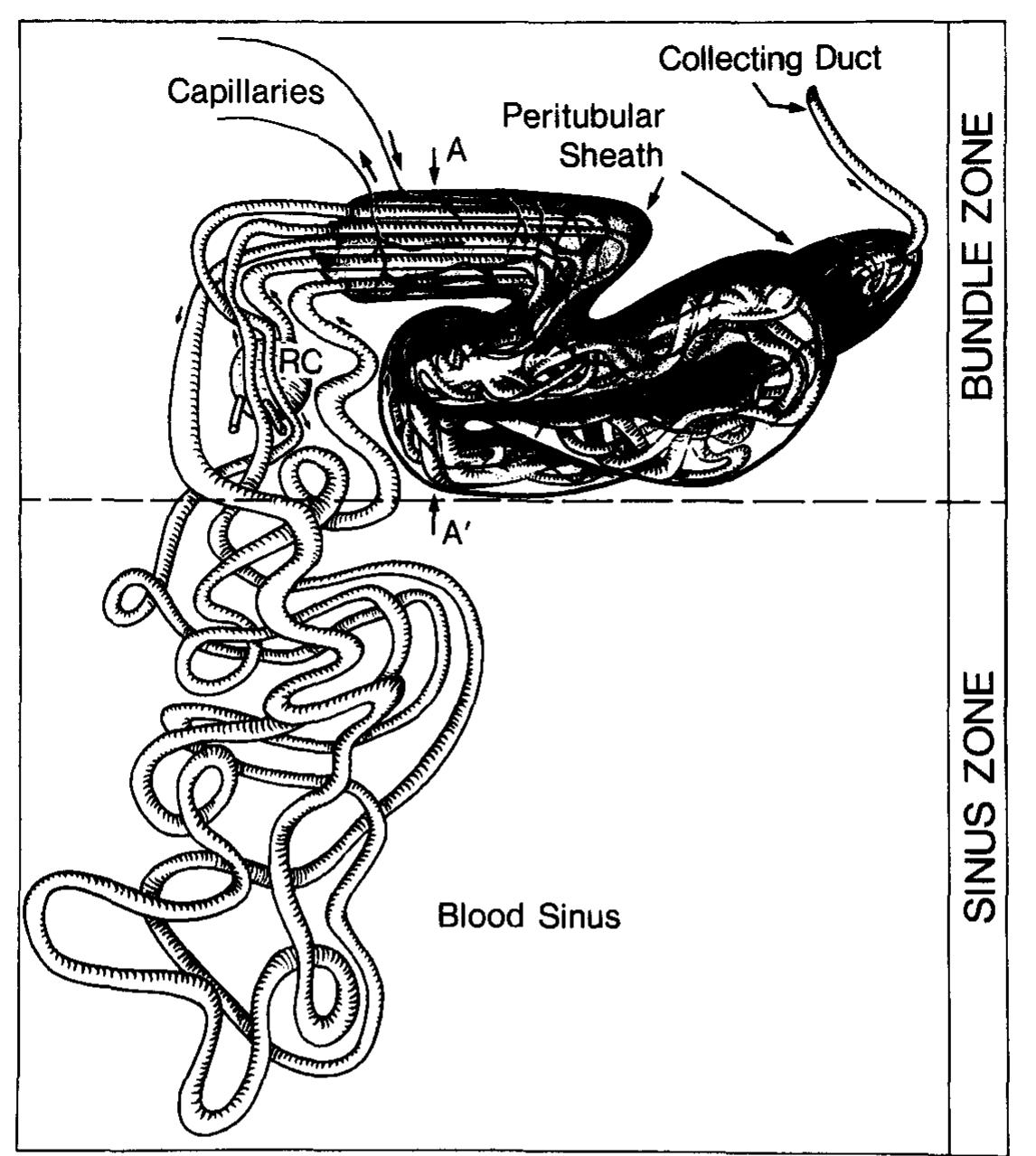 Drawing of the renal tubule configuration in the bundle and