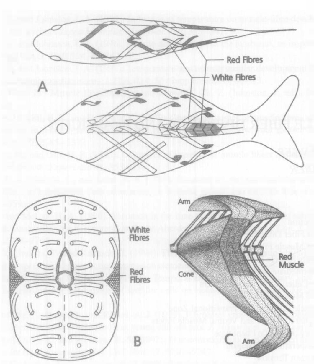188 fig. 1. schematic diagrams of muscle fiber arrangement