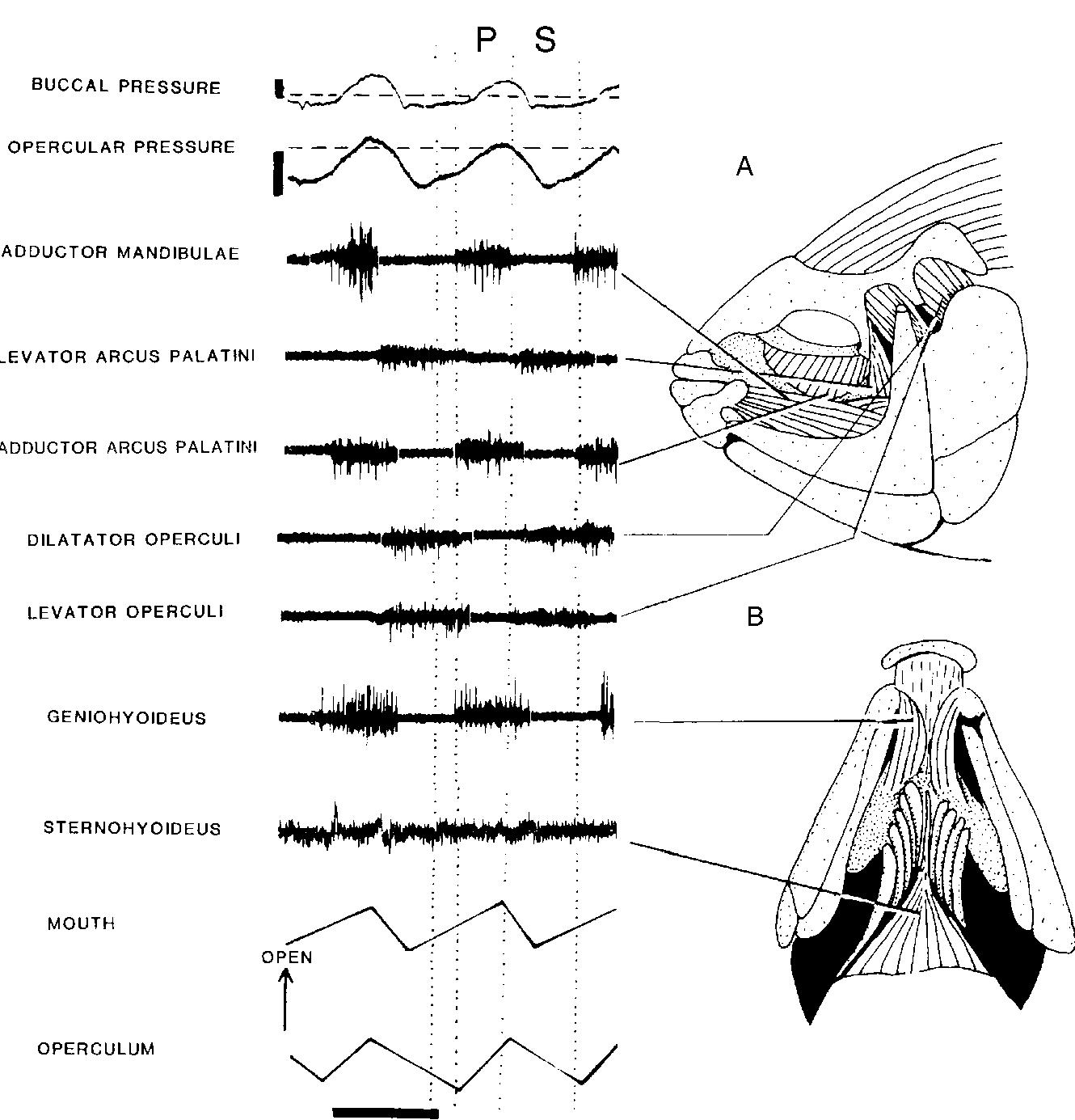 2. functional morphology of gill ventilation in an