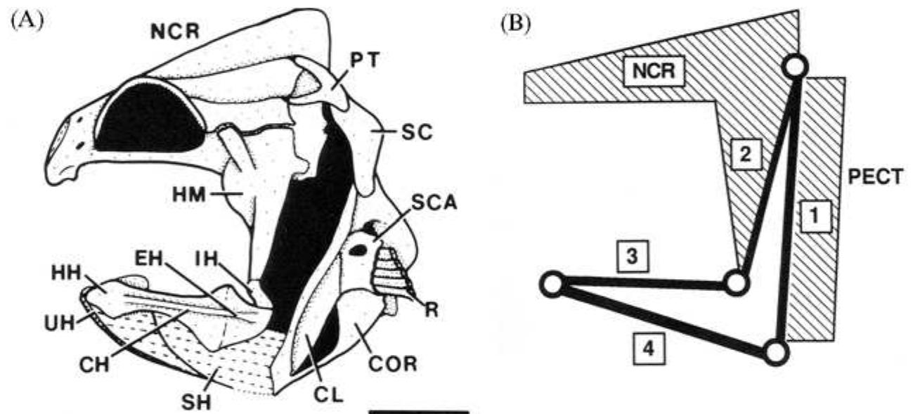 5. the four-bar linkage model of the hyoid depression