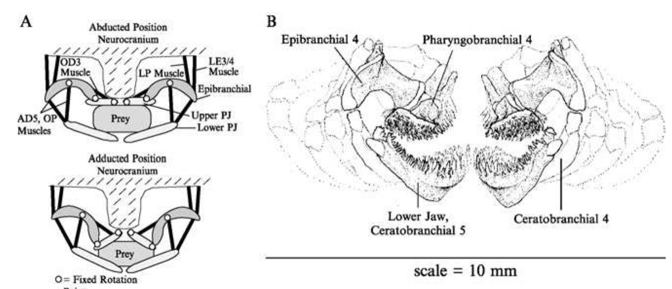 2. (a) schematic representation of the mechanism of upper