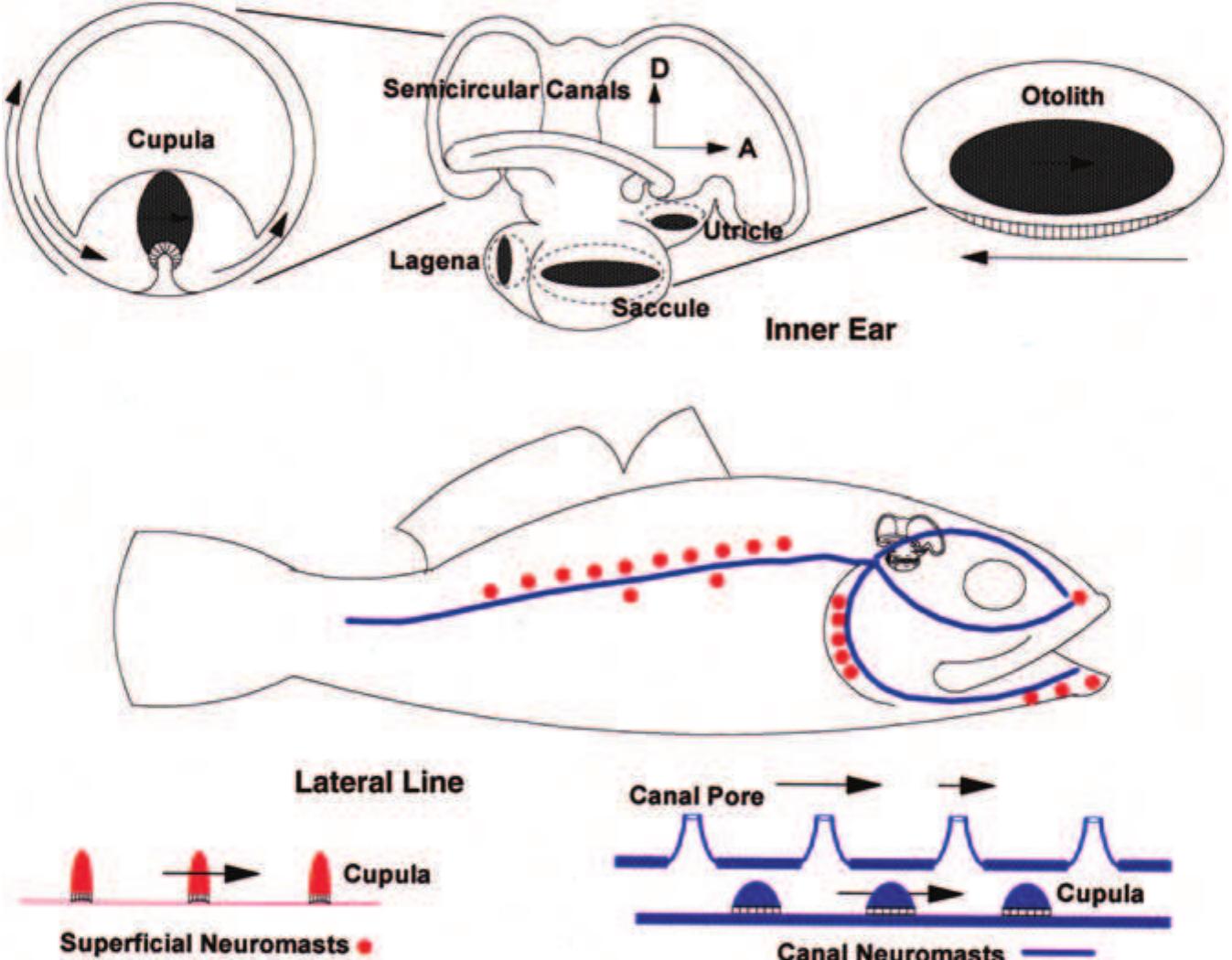 1. schematic diagram showing different types of hair cell