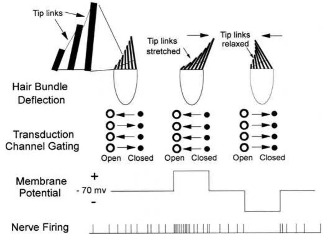 3. schematic diagram of hair cell structure and steps in the