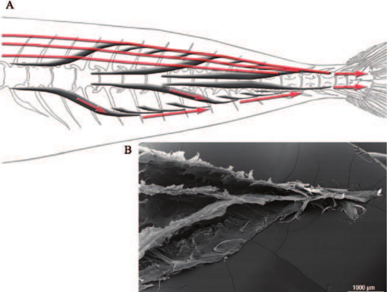 3. (a) possible pathways of transmission of red muscle