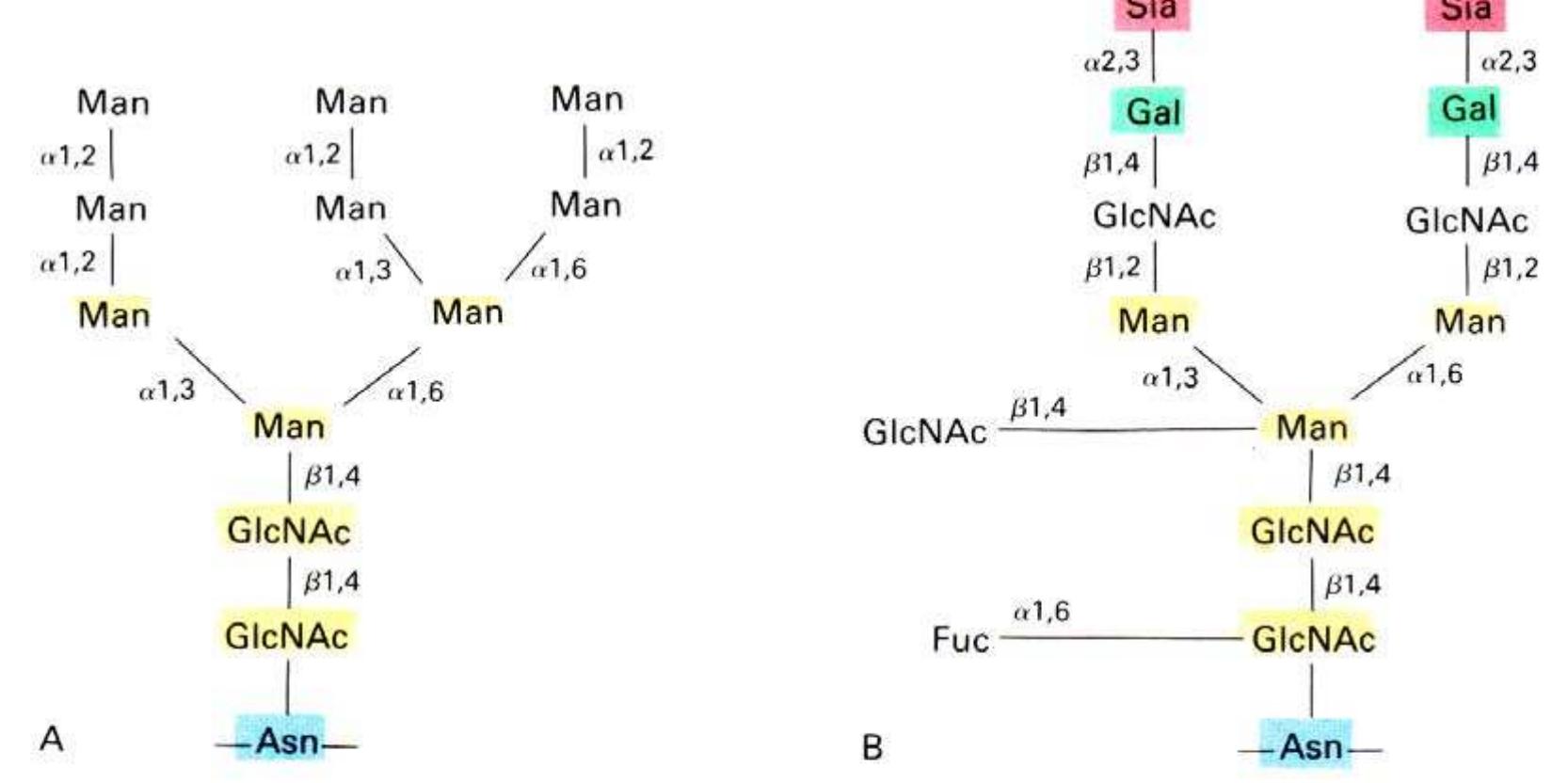 Figure 37 Structure And Function Of Biomolecules 8