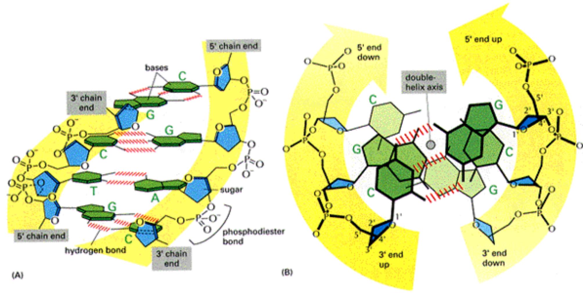 Figure 48 - Structure and function of Biomolecules -8