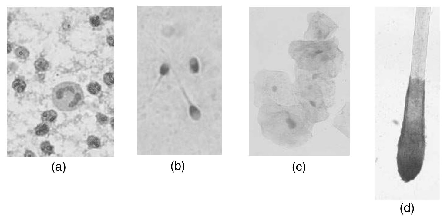 2 common cell types that are recovered from scenes of crime: