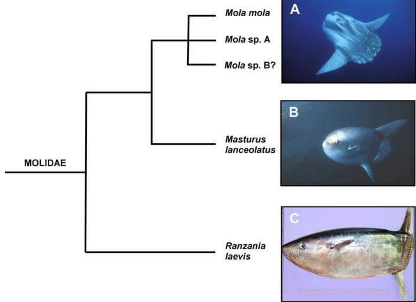 The phylogeny of molidae with illustrations of each member