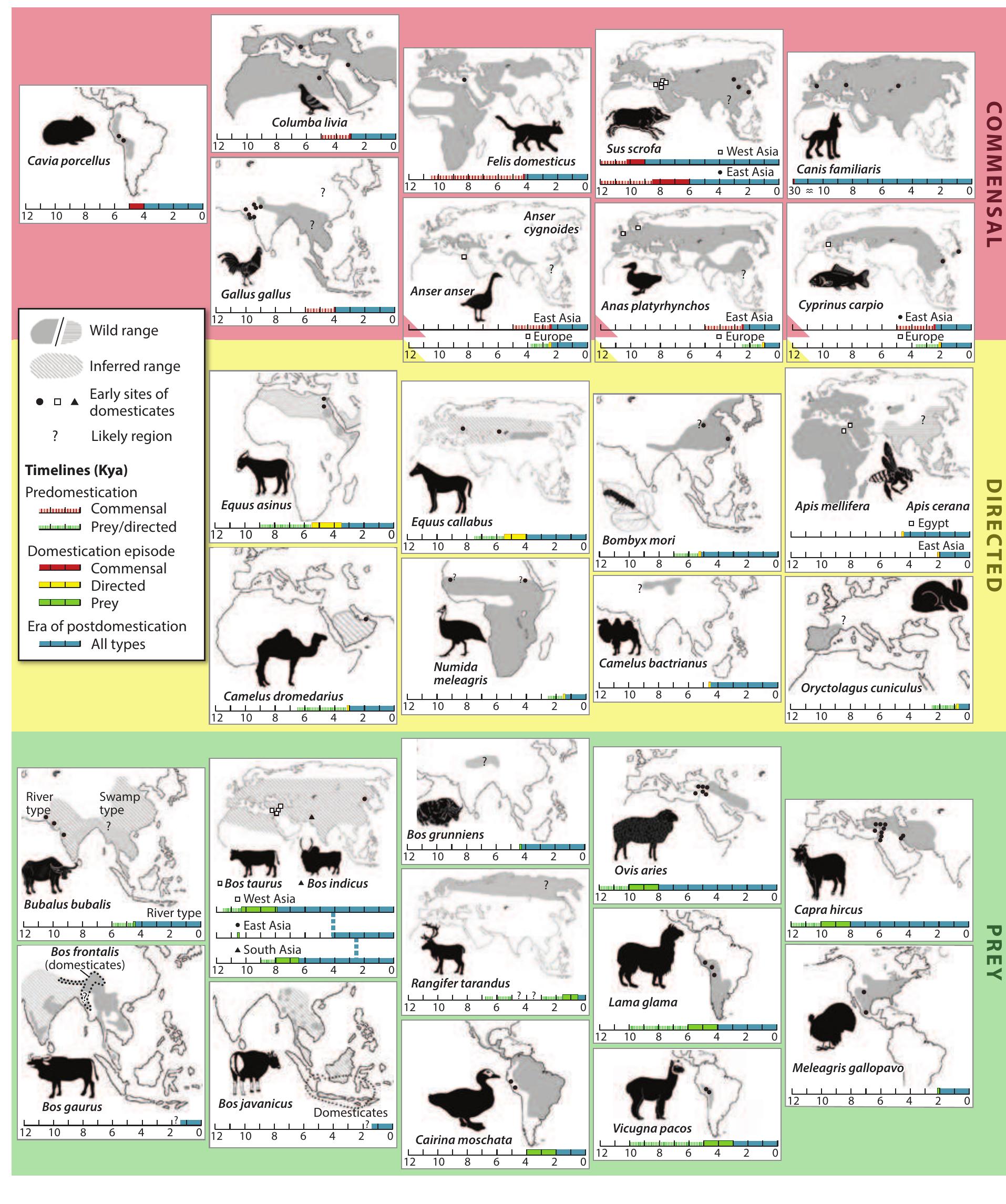 (PDF) The Evolution of Animal Domestication