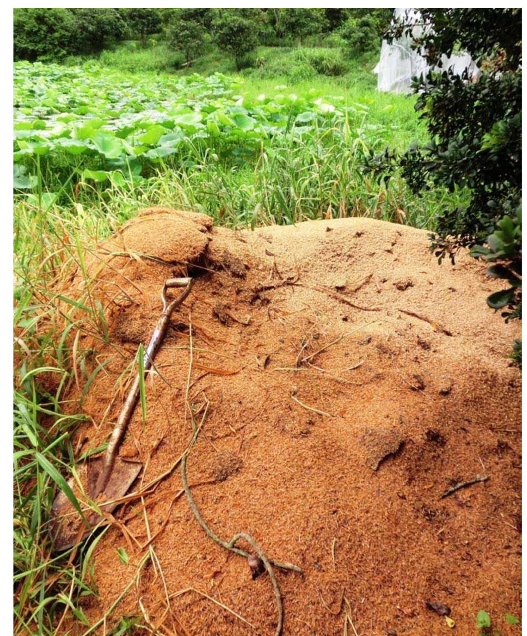 5. rice husks for enriching soils of the lotus pond