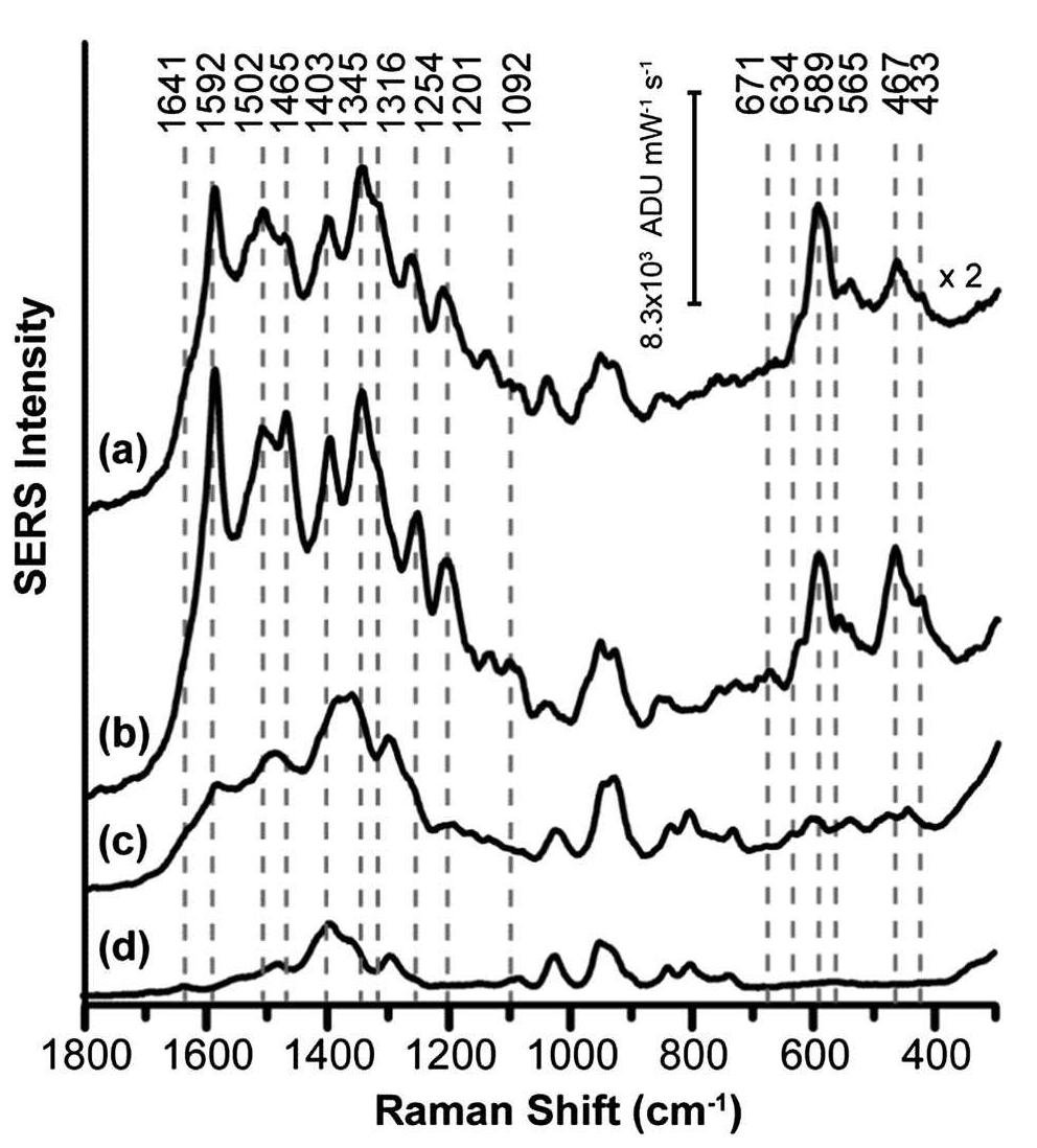 Sers spectra of stil de grain (lake made of buckthorn