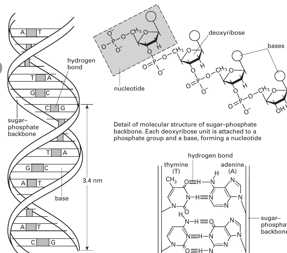 Double helical structure of dna the four bases of dna,