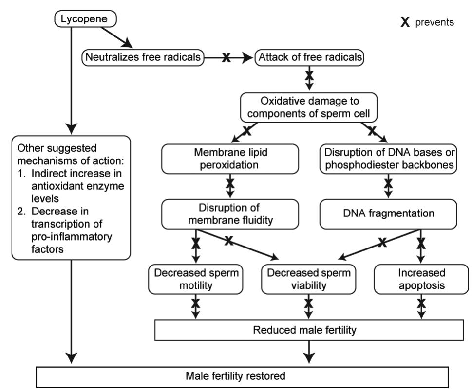Proposed mechanisms of action of lycopene in treating