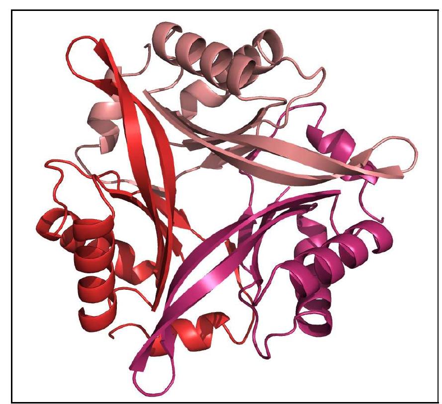 Ribbon diagram of trimeric structure of ph-cuta1 (pdb code