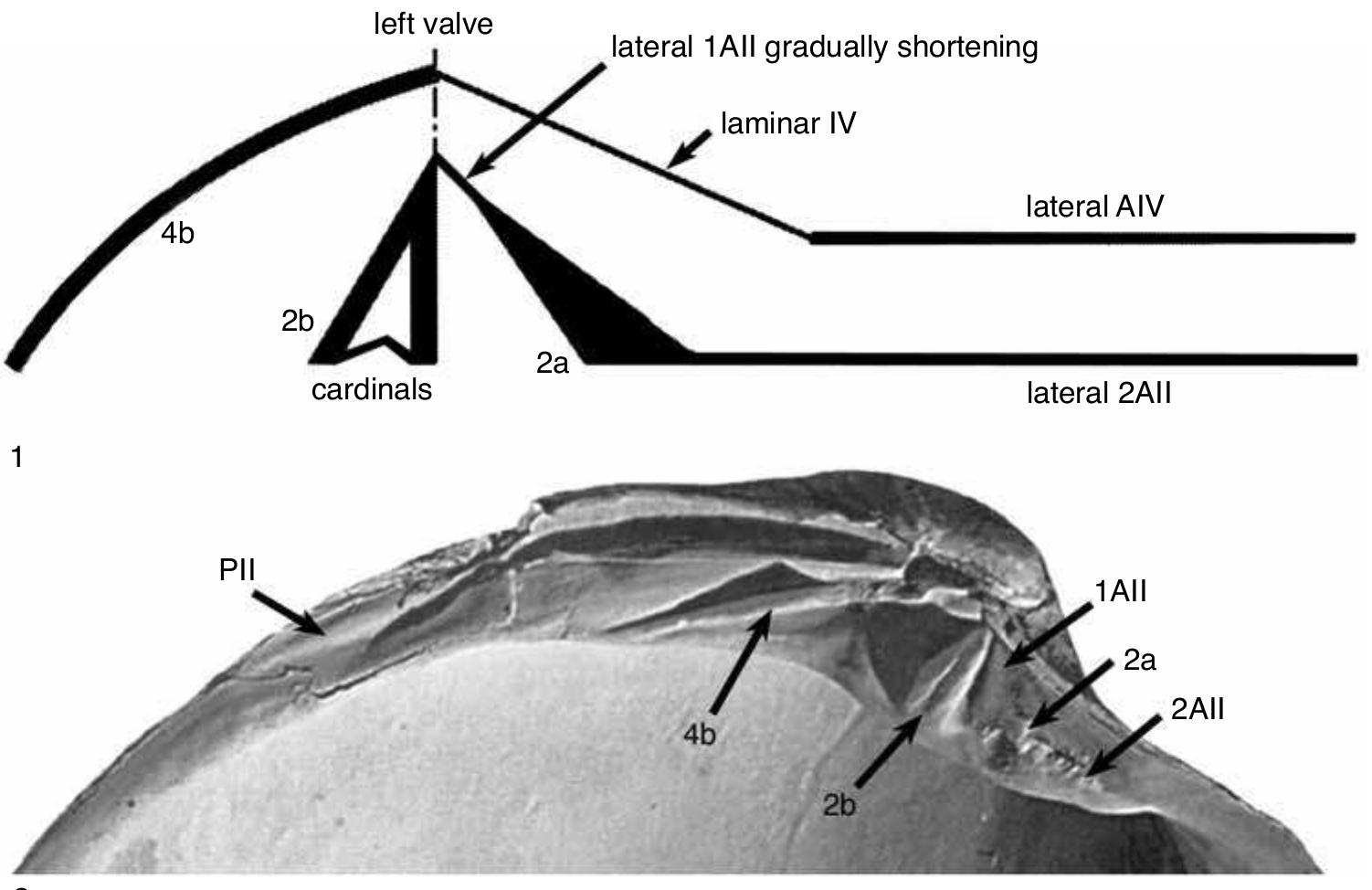 Fic. 26. arcticoid grade hinge, advanced phase. 1, diagram