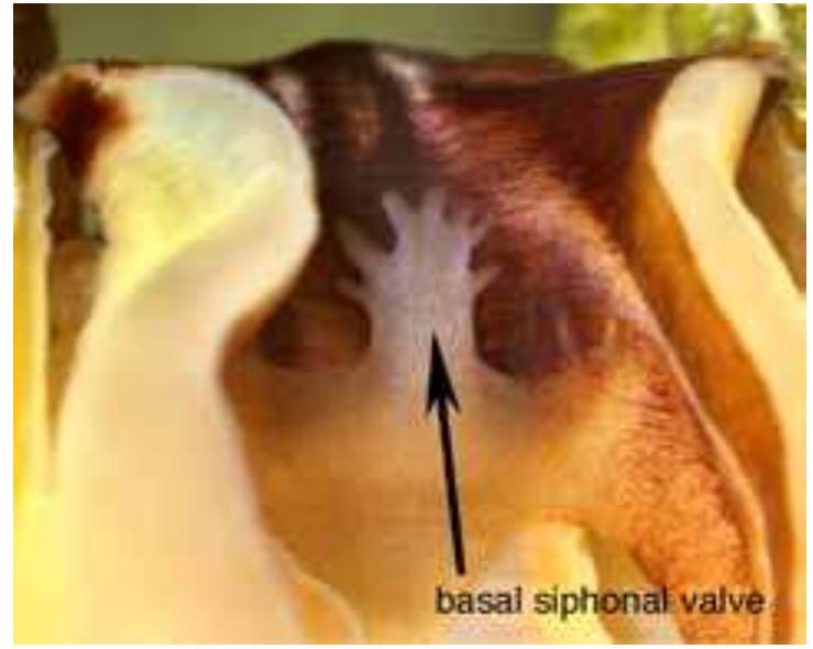Fic. 34. type a siphon and basal siphonal valve in
