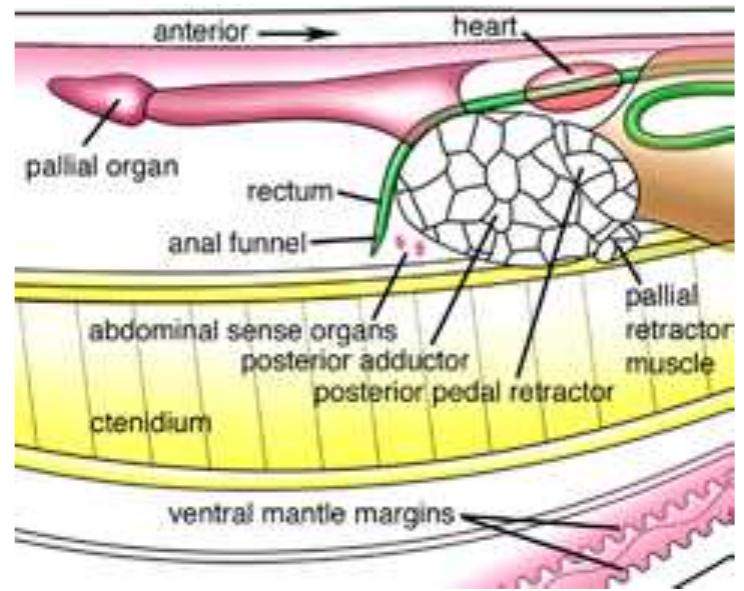 Fic. 211. diagram of anatomy of pinnidae (adapted from
