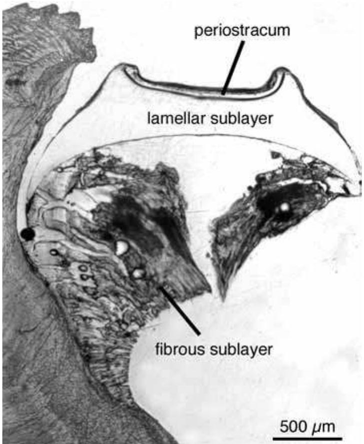 Fic. 284. submarginal, simple ligament in lucinid lucina