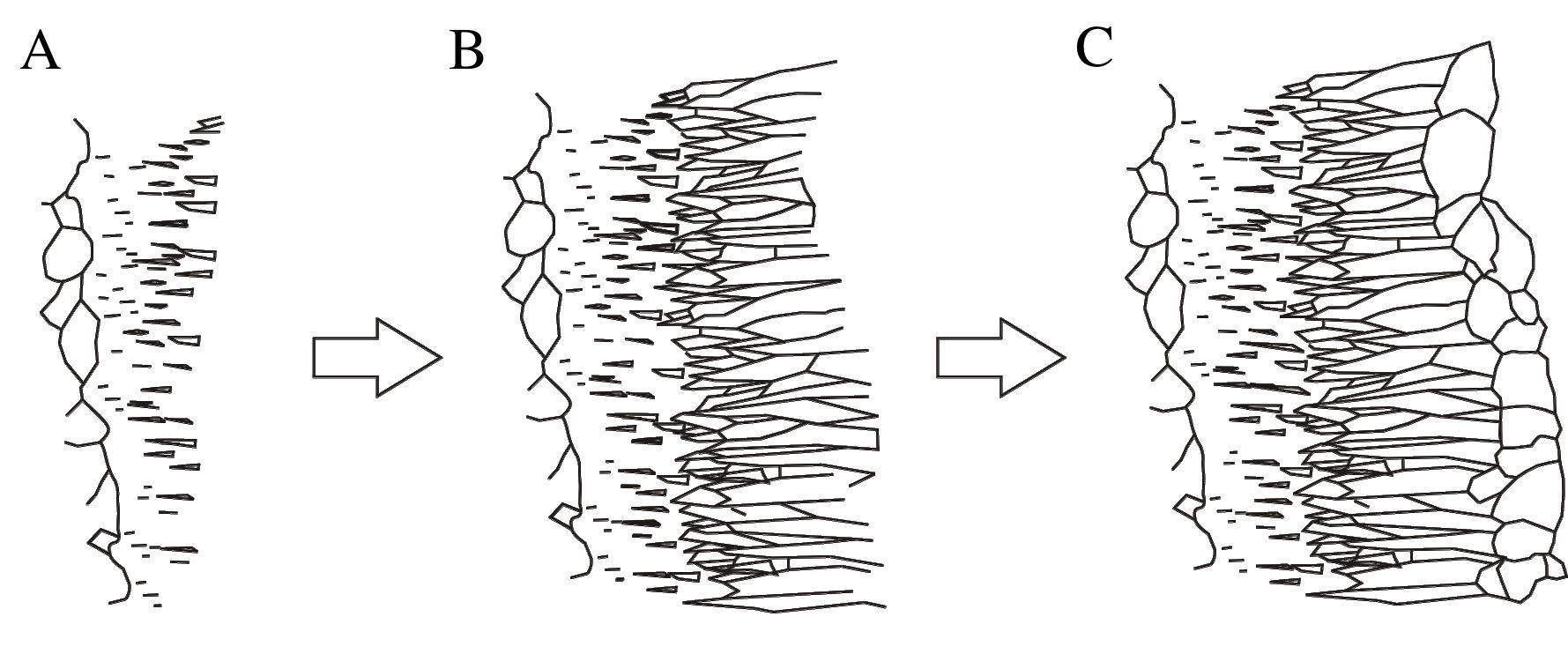 Schematic diagram showing proposed growth mechanism of