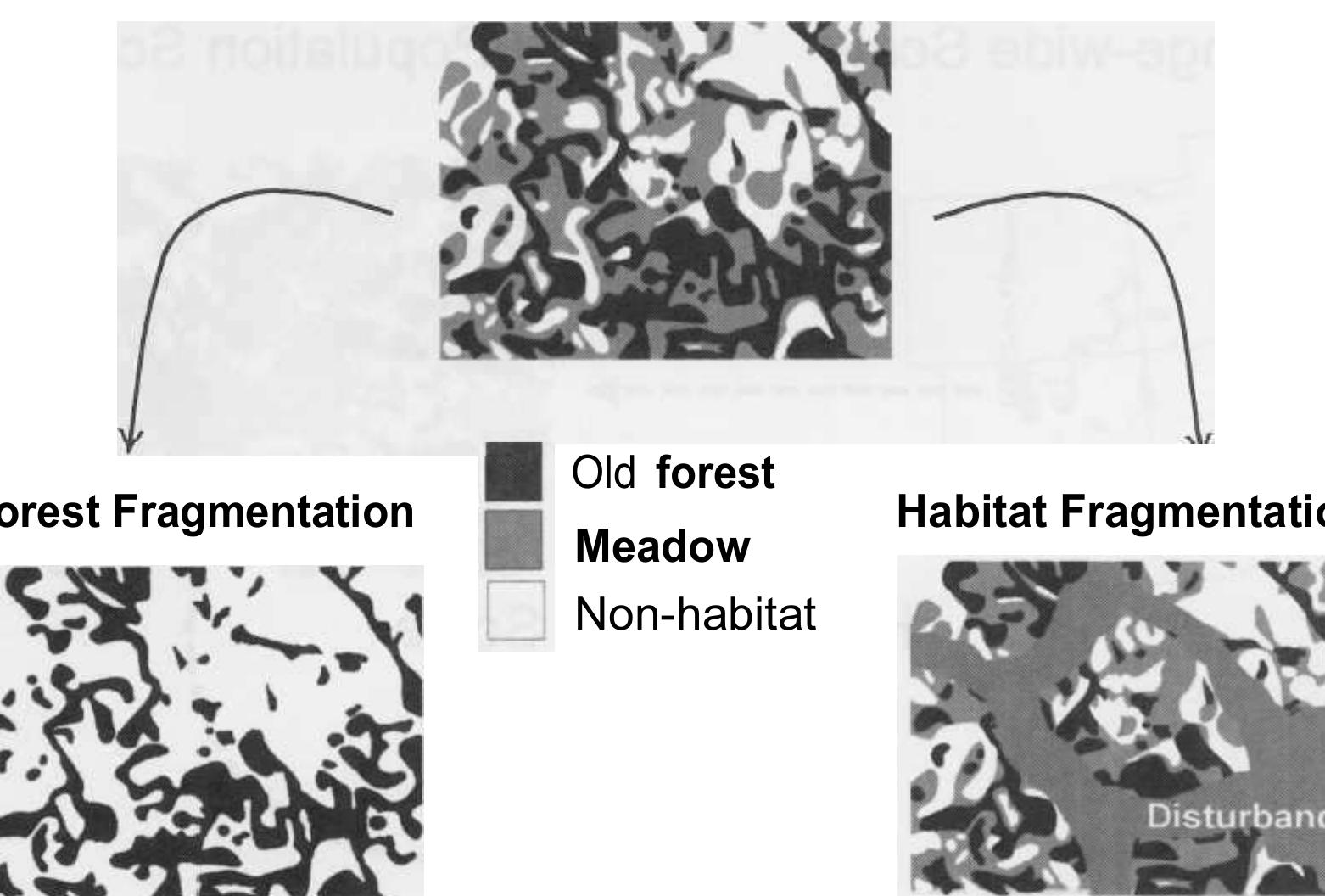 Schematic Differences In Forest Fragmentation And Habitat