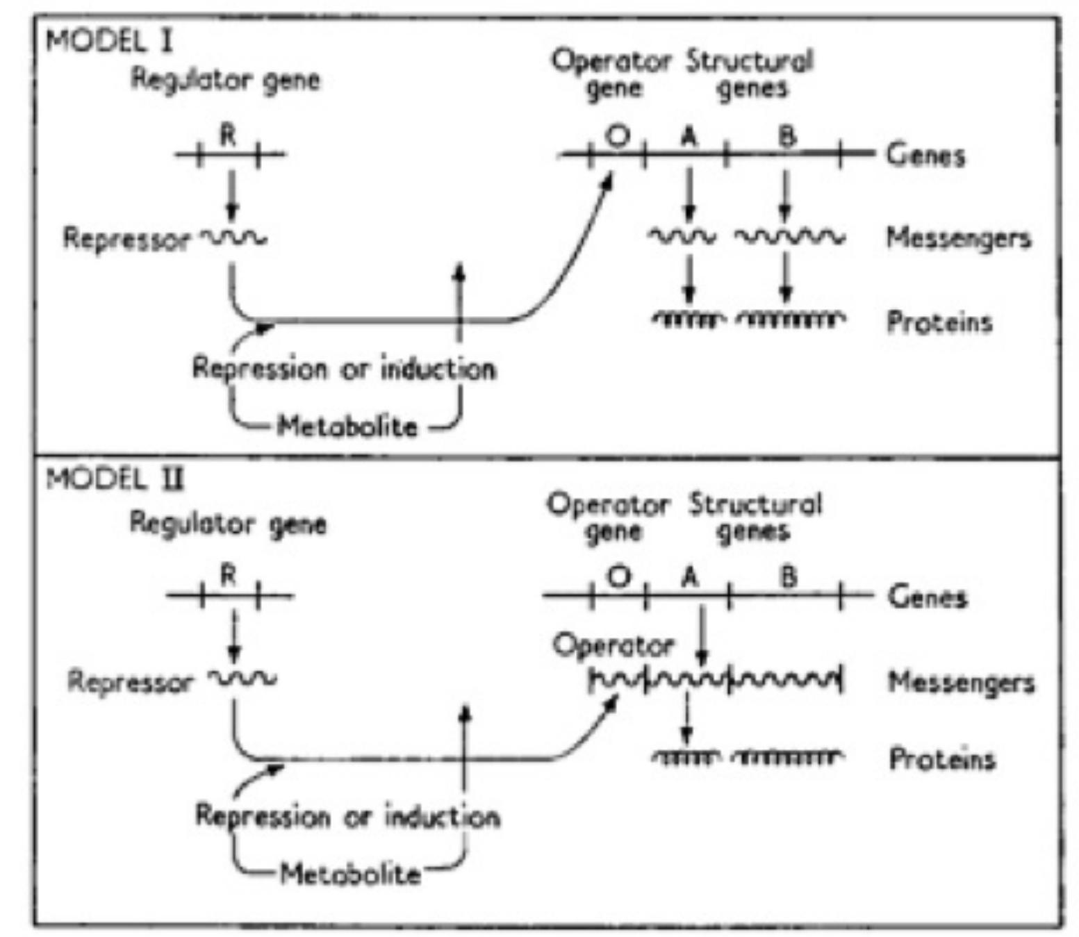 Ura 1. esquema original del modelo del operon (en sus dos