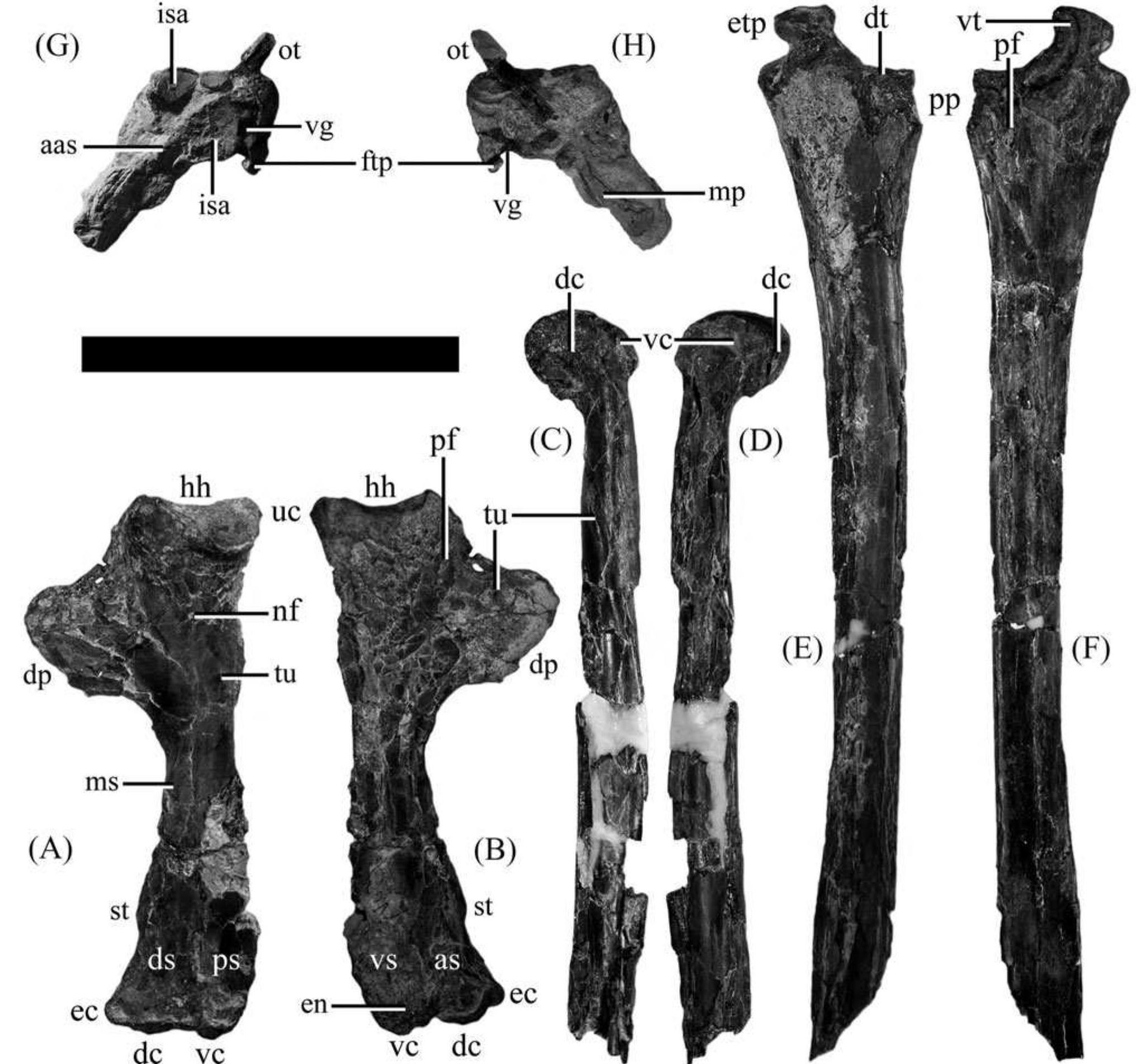 Photographs of the holotype and only known specimen of