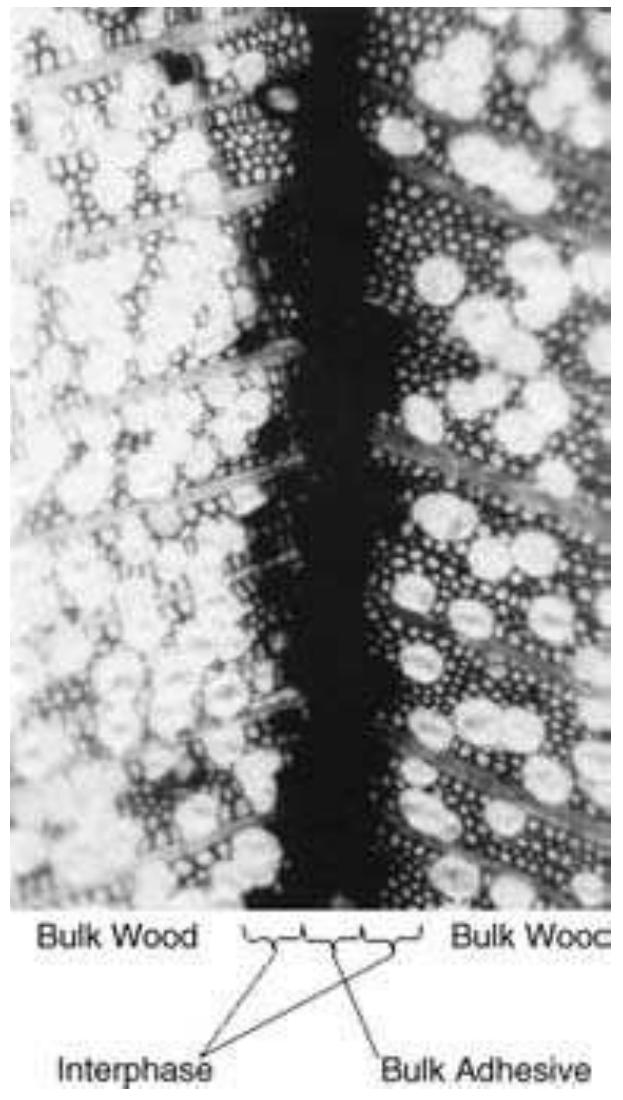 2 a transverse scanning electron microscope image of a