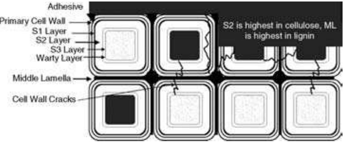 6 illustration of a transverse section of wood showing