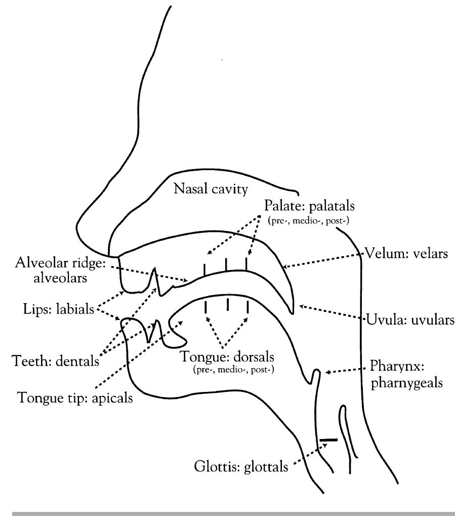 4. structures of the oral cavity as organs and places of