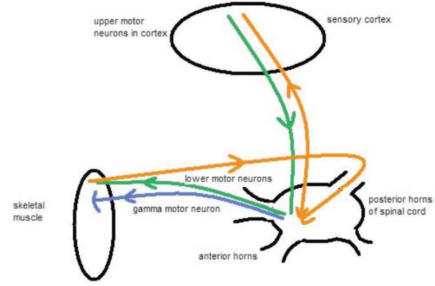 Schematic of sensory and motor relationships. the presence