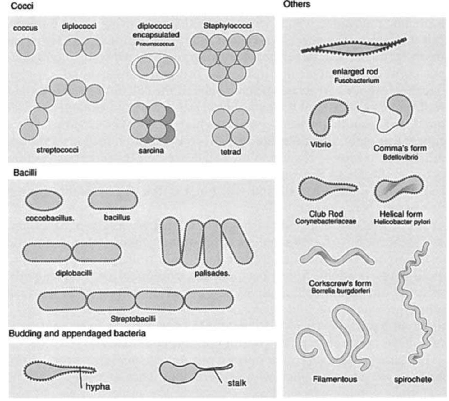1 schematic diagrams of bacterial morphology (http://