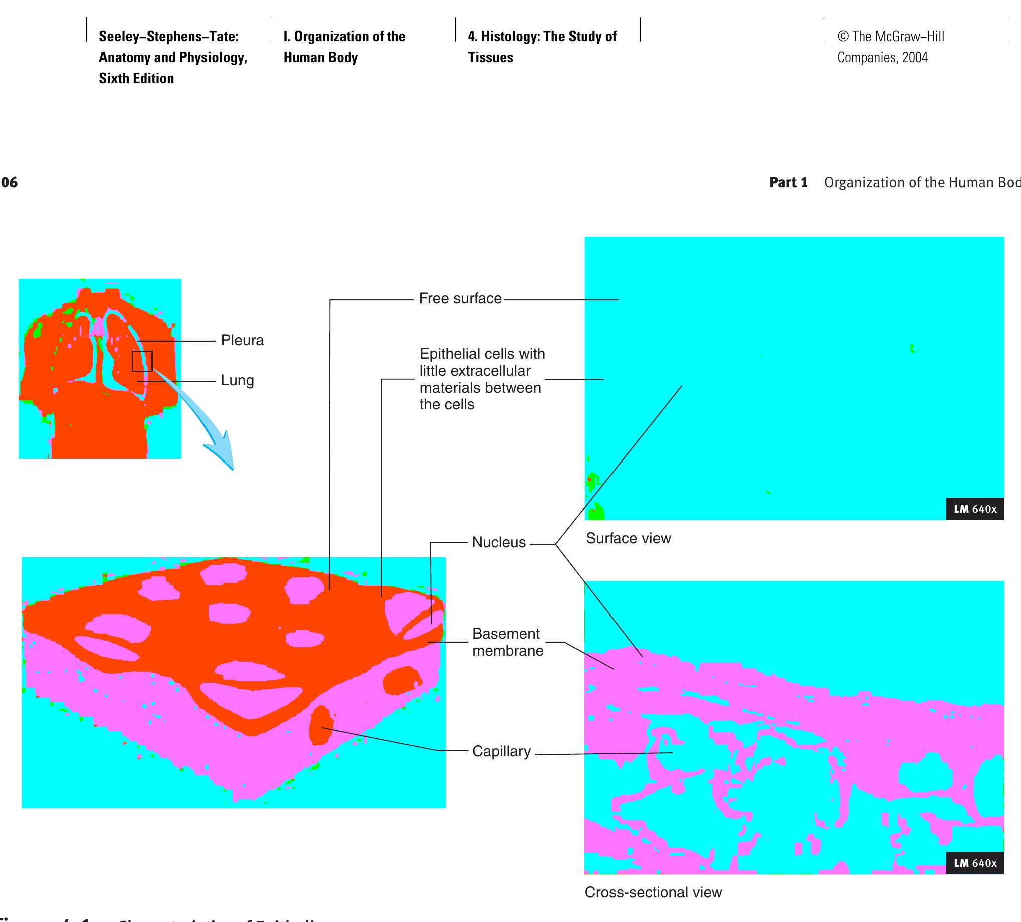 Surface and cross-sectional views of epithelium illustrate