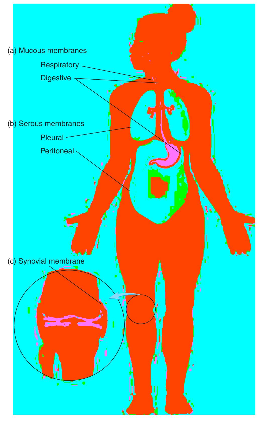 (a) mucous membranes line cavities that open to the outside